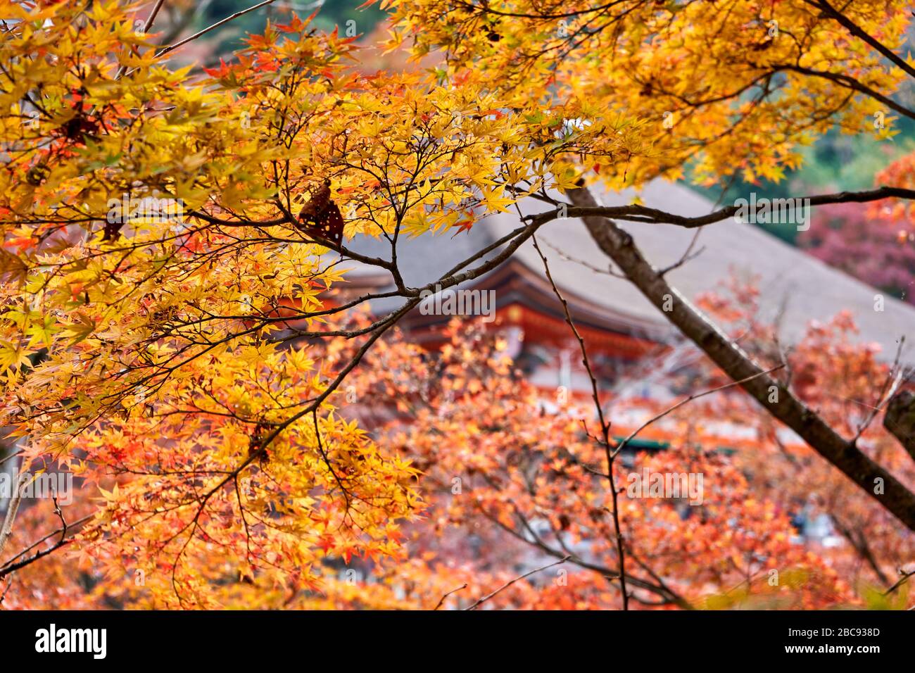 Colorful maple trees in autumn near the shrine Stock Photo - Alamy