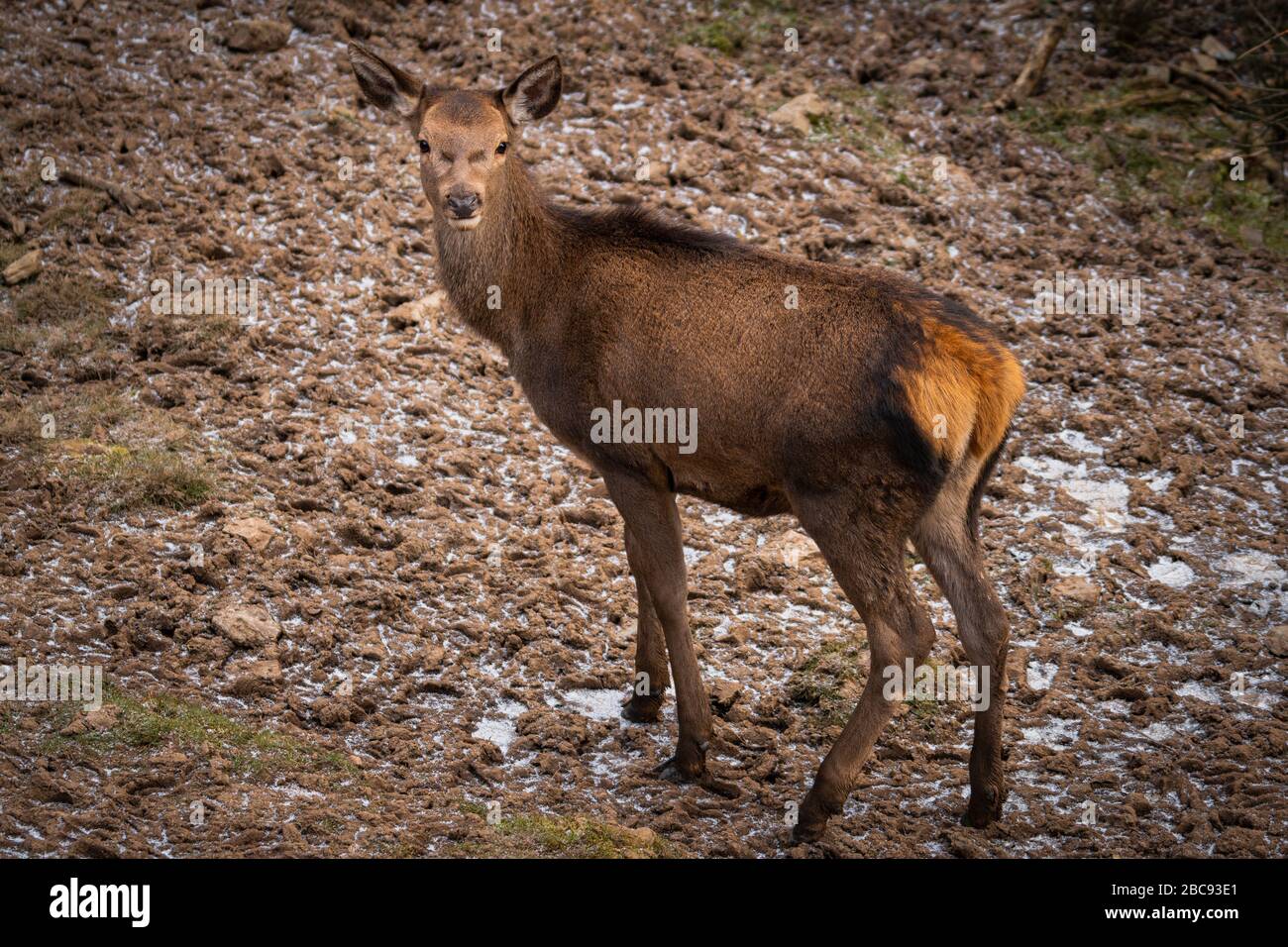 Roe deer stag hi-res stock photography and images - Alamy