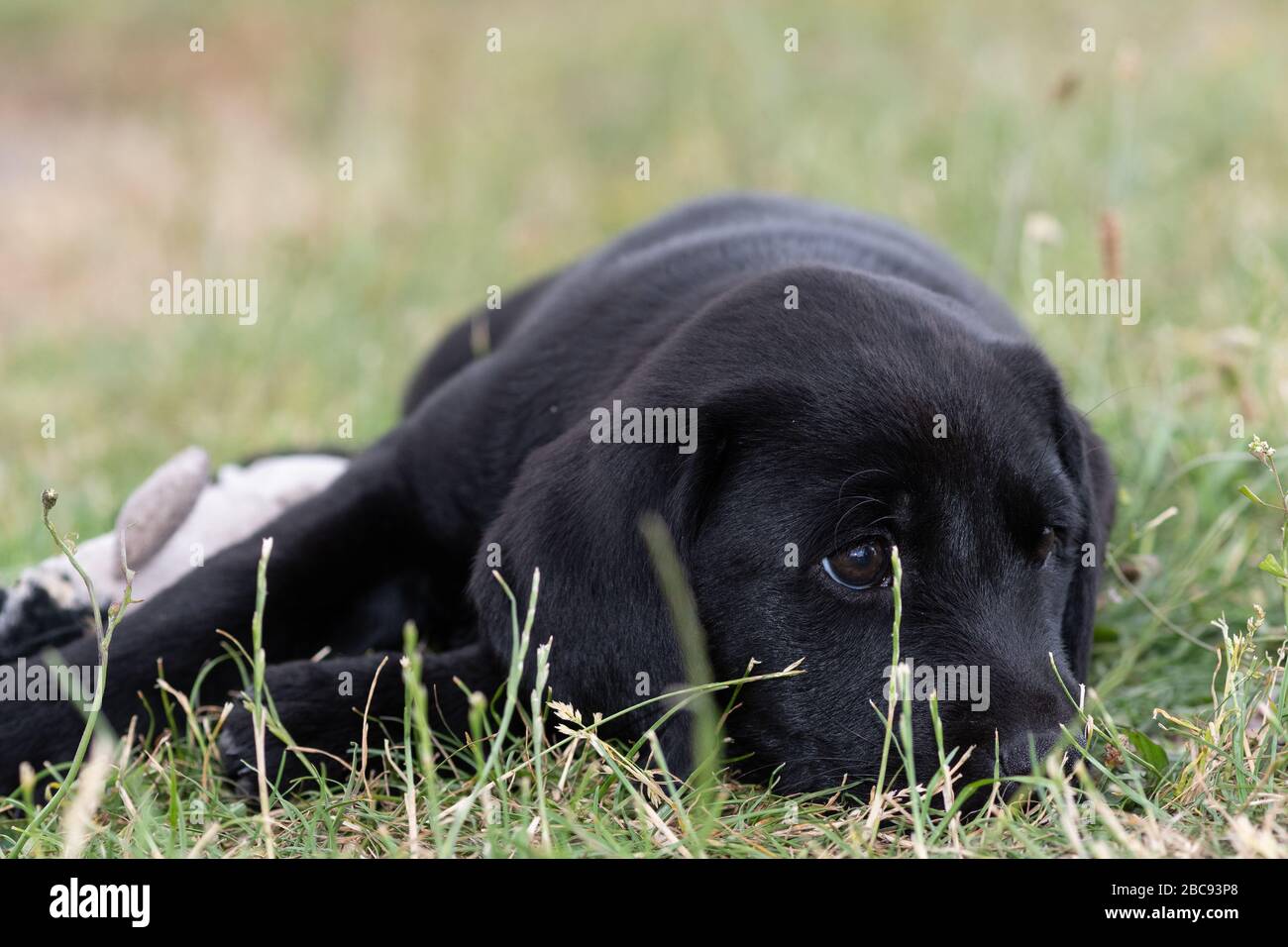 Cute portrait of an 8 week old black Labrador puppy lying on the grass ...
