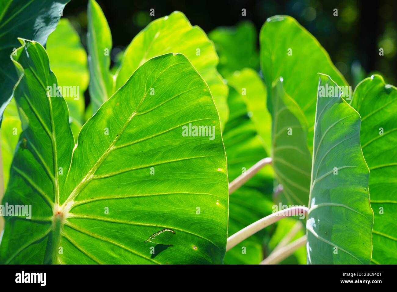 Taro or Kalo in Hawaii Stock Photo - Alamy