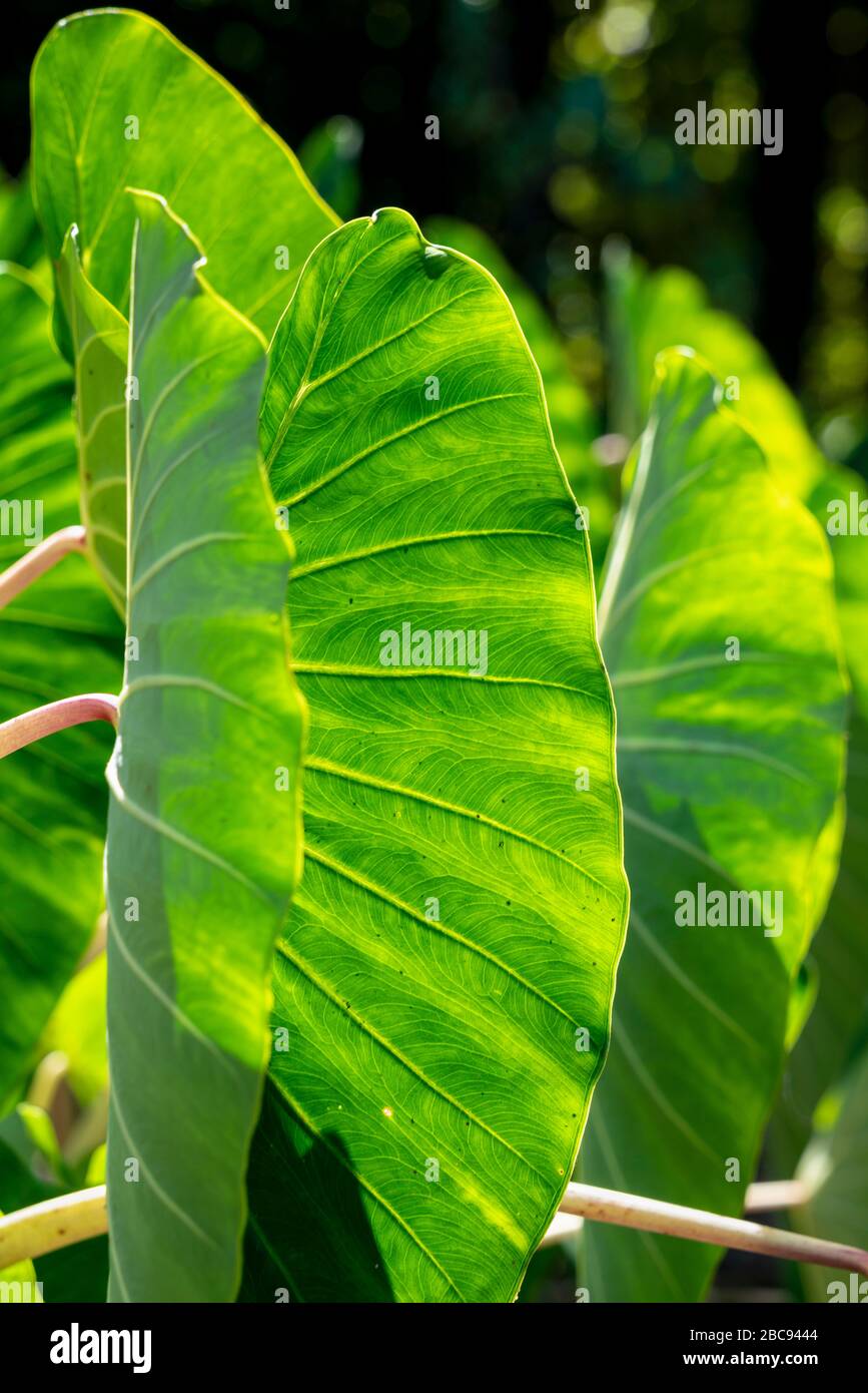 Poi hawaii hi-res stock photography and images - Alamy