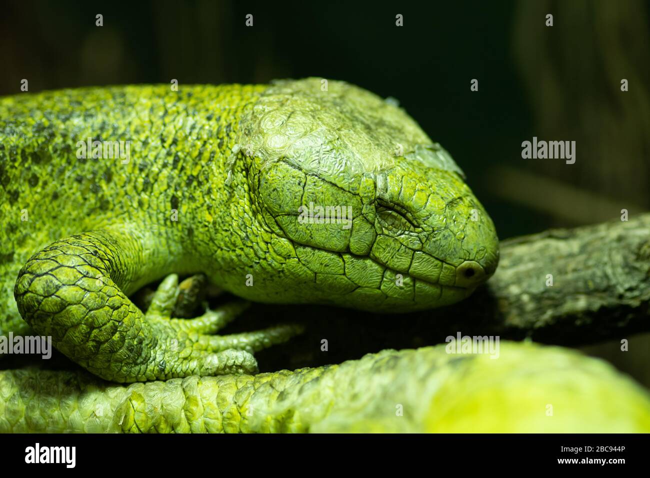 Close up portrait of a Solomon Islands skink (corucia zebrata) in ...