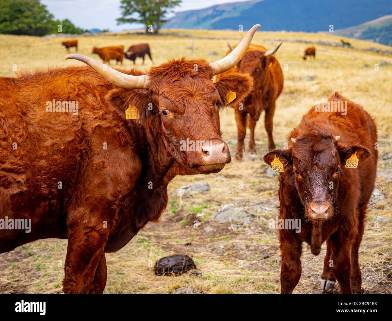 Salers breed of cow hi-res stock photography and images - Alamy