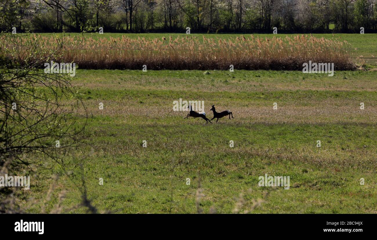 Deer fleeing in the field Stock Photo - Alamy
