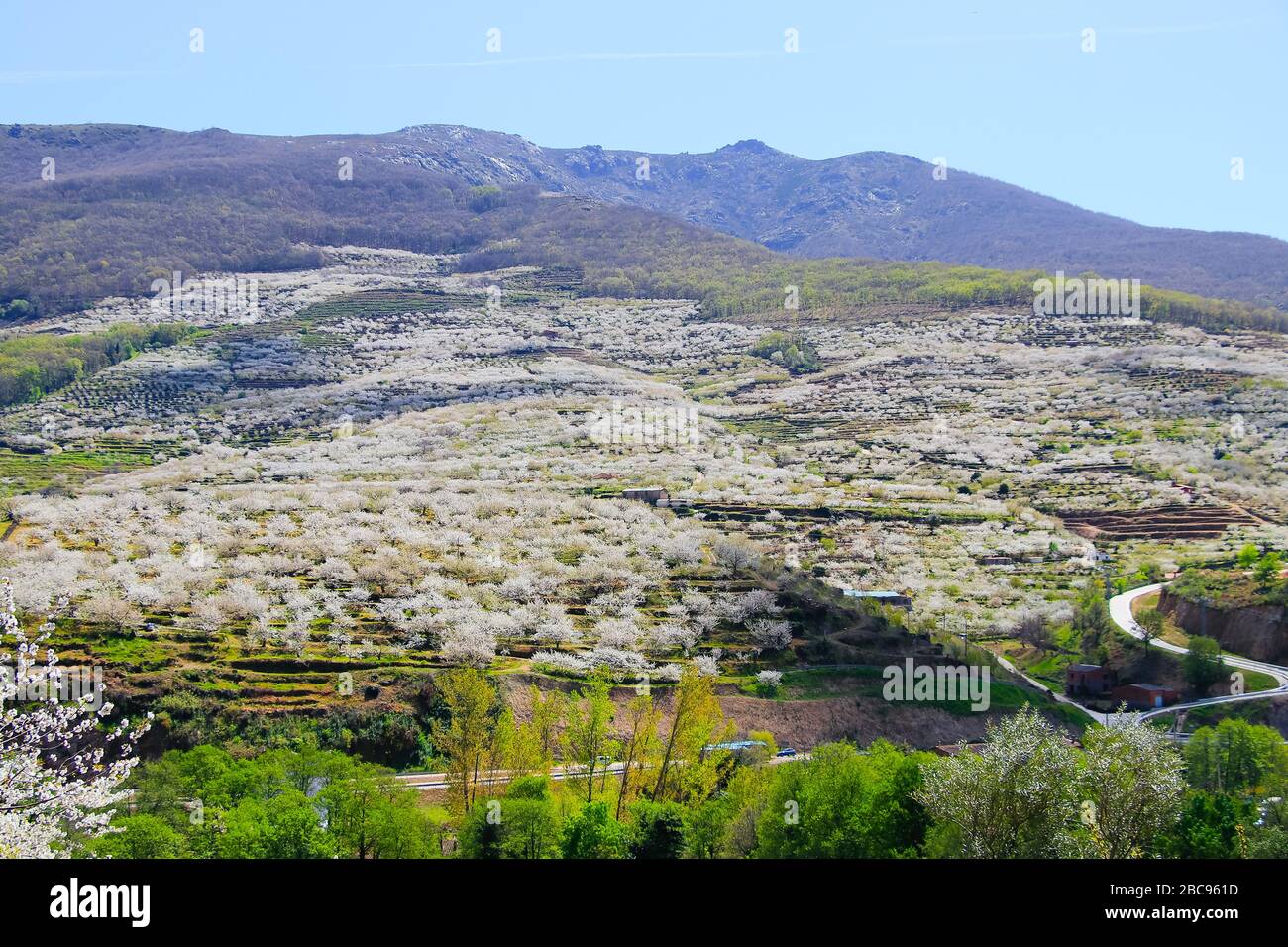 Cherry blossom at Jerte Valley, Cerezos en flor Valle del Jerte. Cherry ...