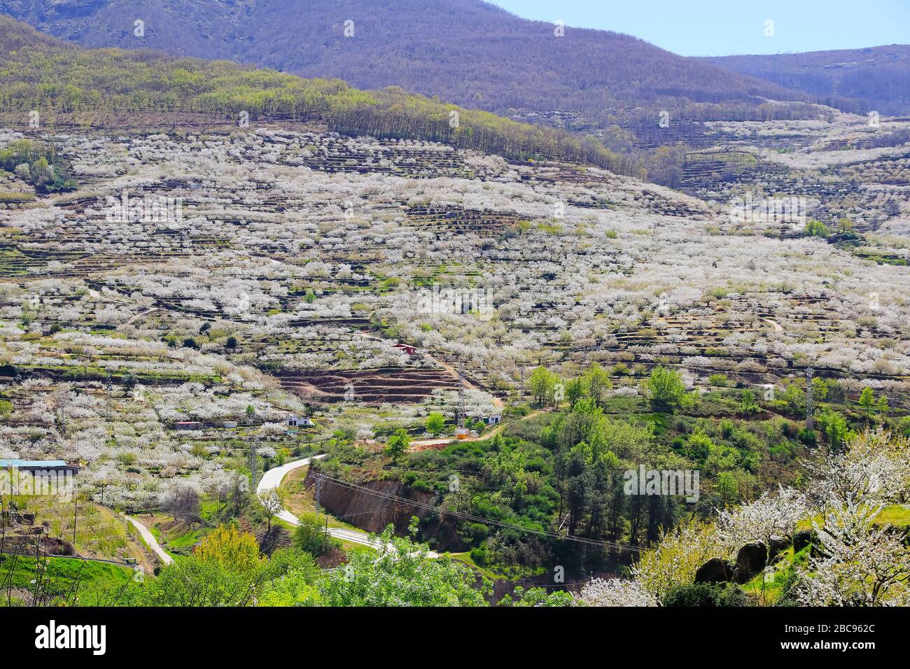 Cherry blossom at Jerte Valley, Cerezos en flor Valle del Jerte. Cherry ...