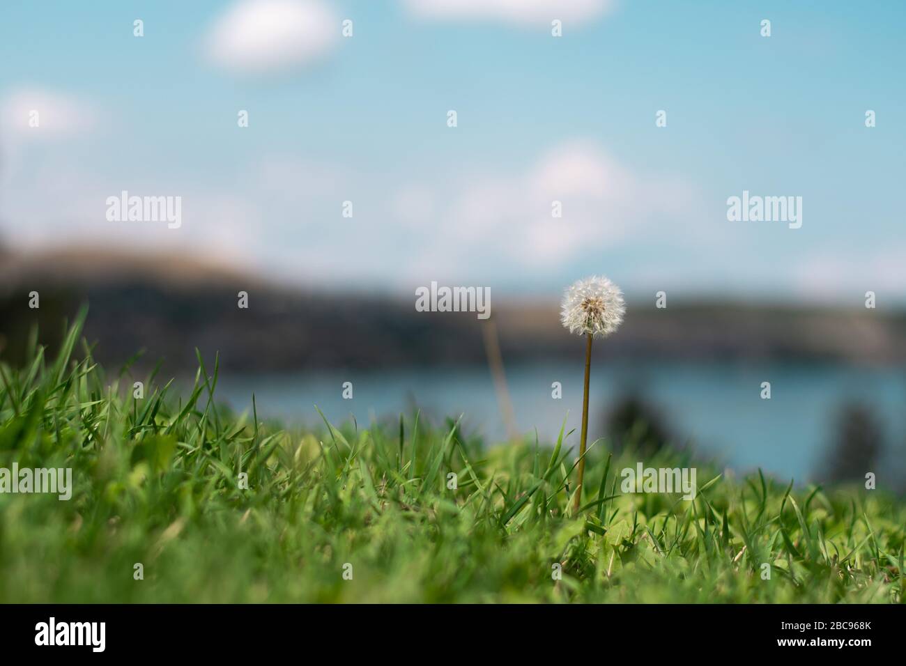 dandelion pappus seeds fluff with a view of lake mountains sky Stock ...