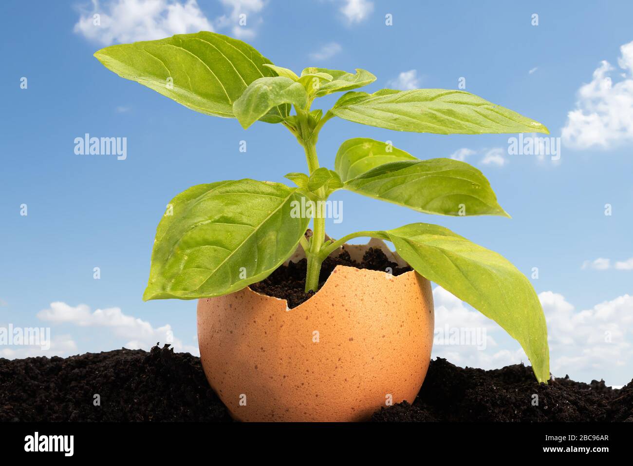 View of a green plant growing in an egg shell Stock Photo - Alamy