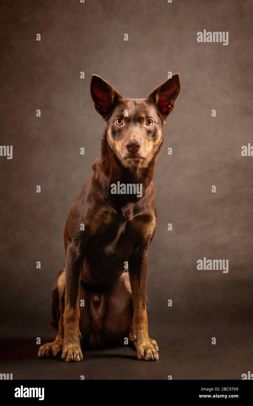 Quizzical dog hi-res stock photography and images - Alamy