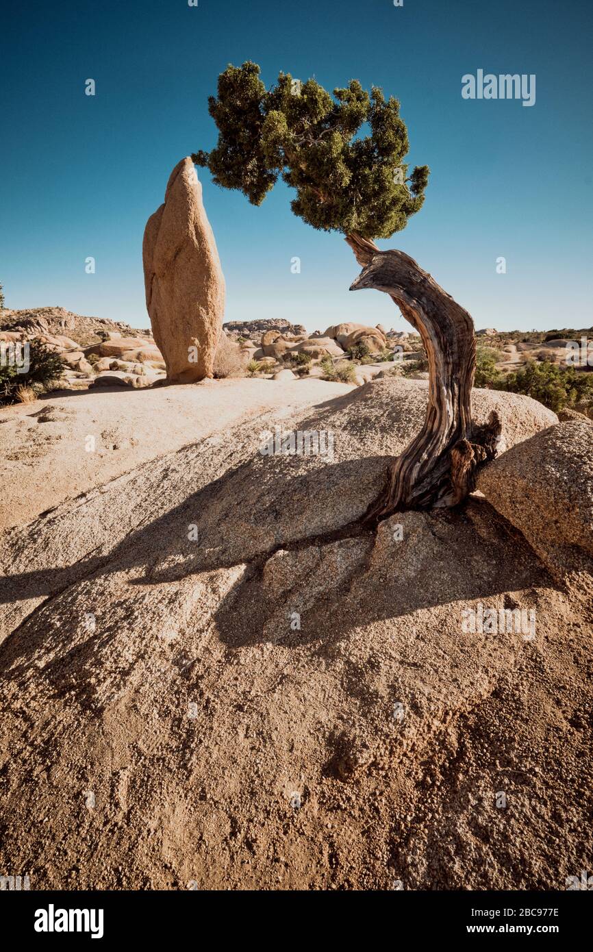 Joshua Tree National Park Jumbo Rocks in Yucca valley Mohave Desert ...