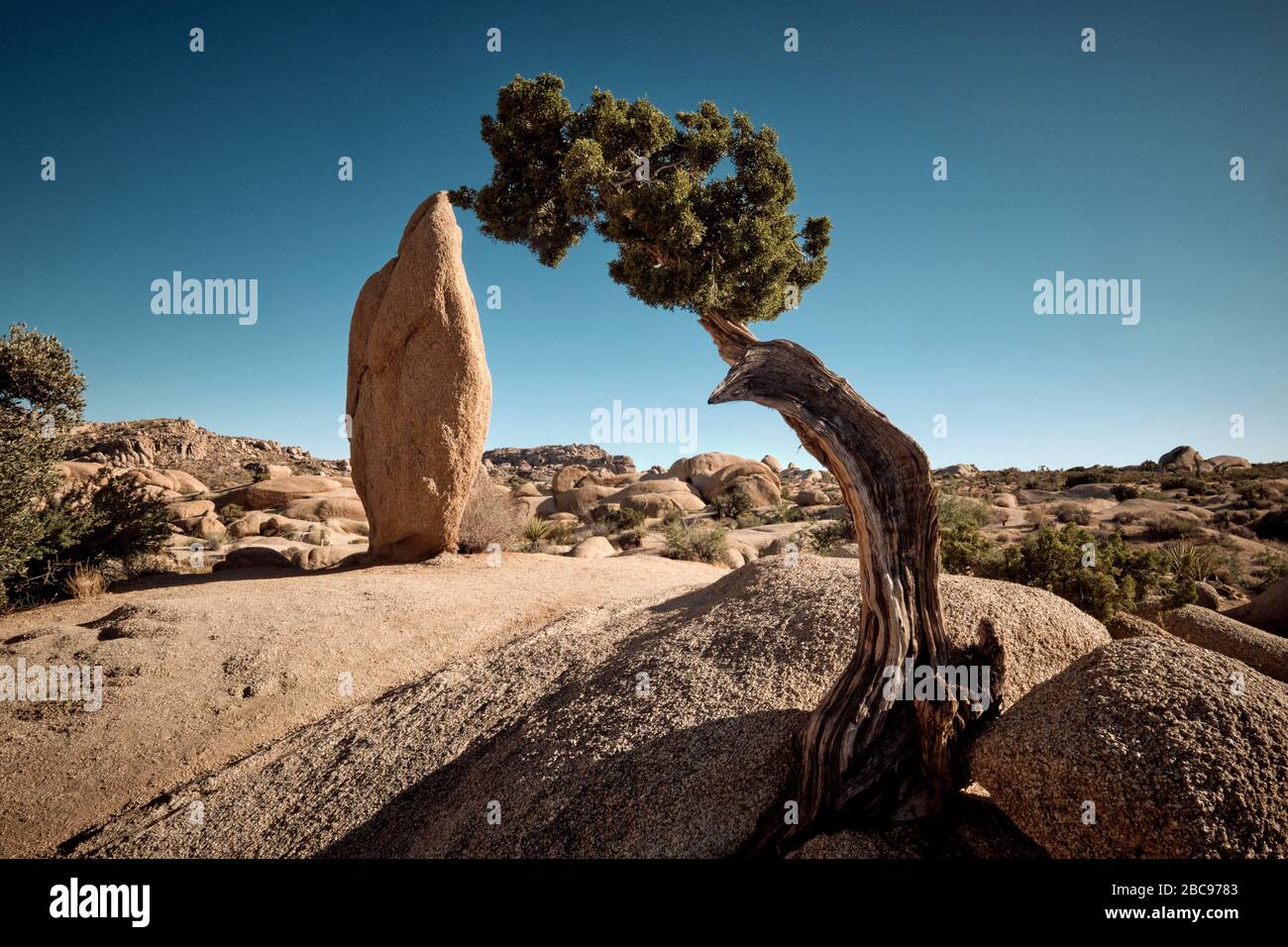 Jumbo tree hi-res stock photography and images - Alamy