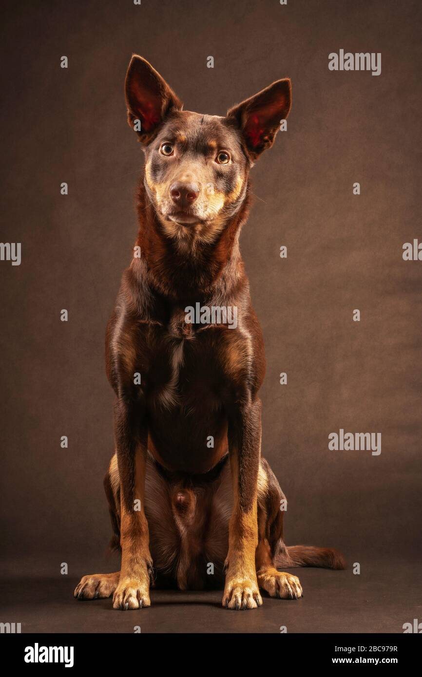 Sitting Up Alert Kelpie Stock Photo - Alamy
