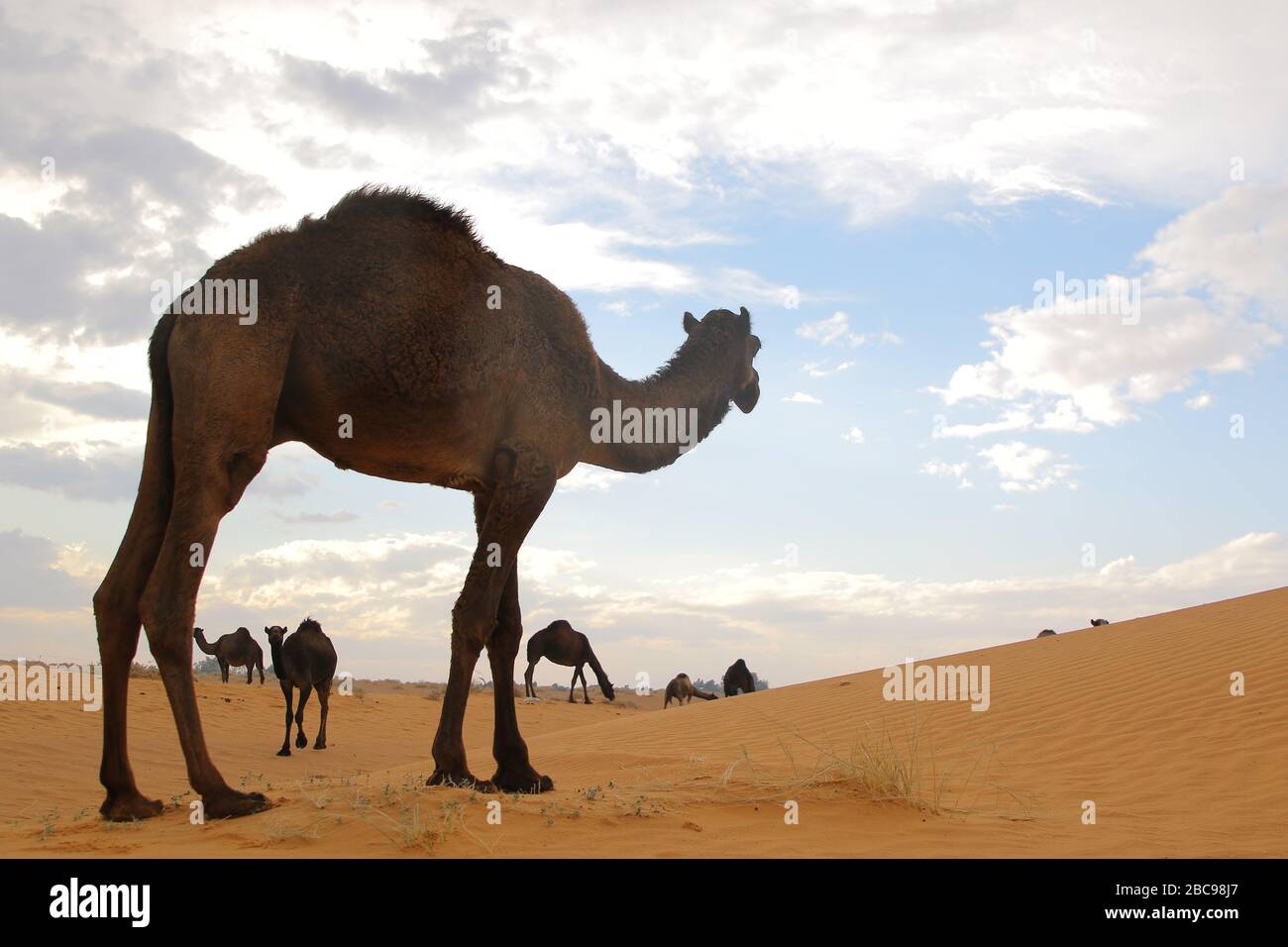 camel in the desert amazing shot Stock Photo - Alamy
