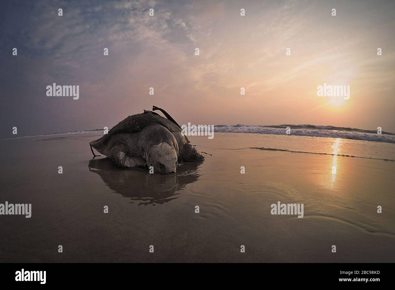 dead turtle by the seaside Stock Photo - Alamy