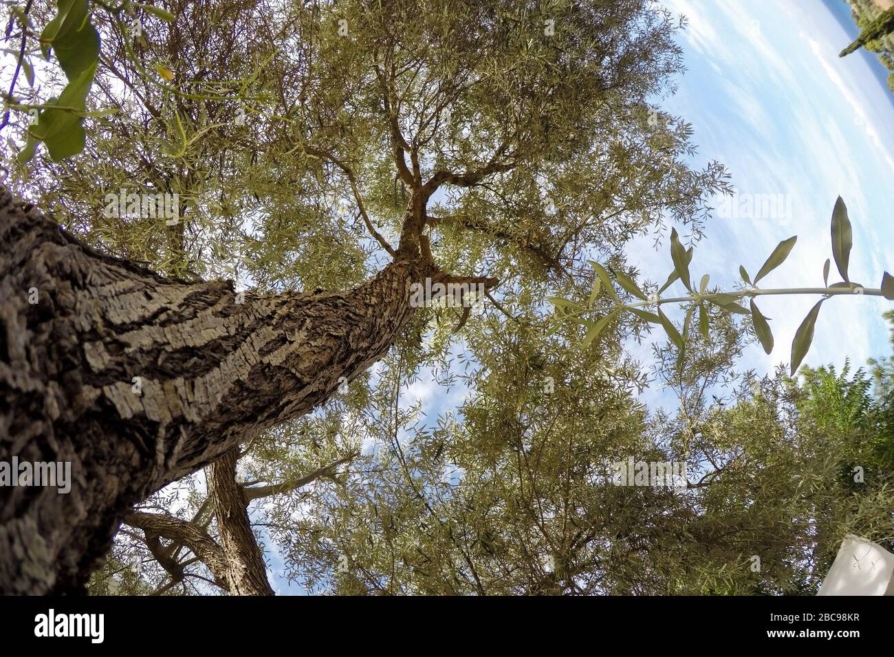 olive tree shot from below wide angle Stock Photo - Alamy