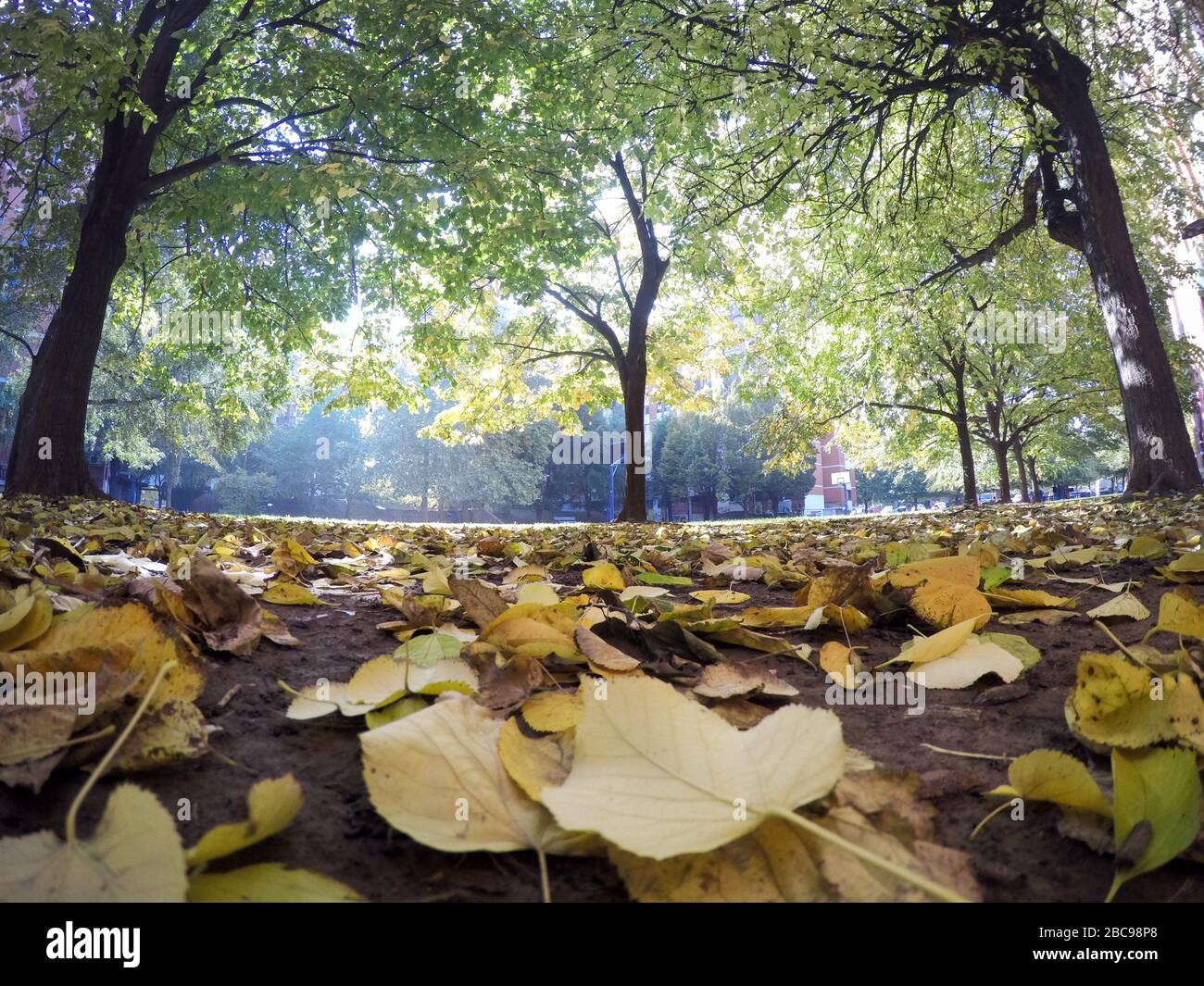 Autumn in park yellow leaves closeup morning sun Stock Photo - Alamy