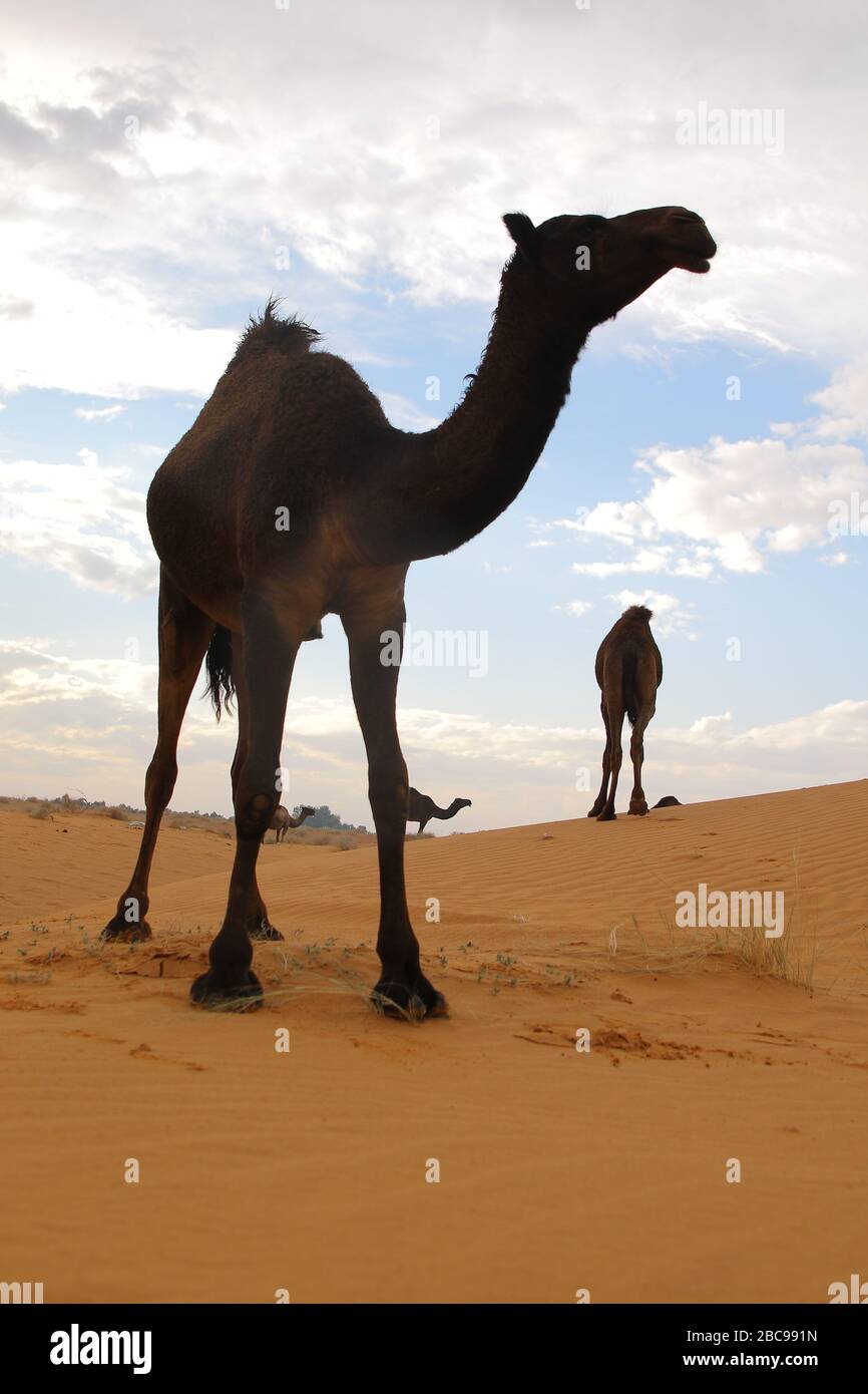 camel in the desert amazing shot Stock Photo - Alamy