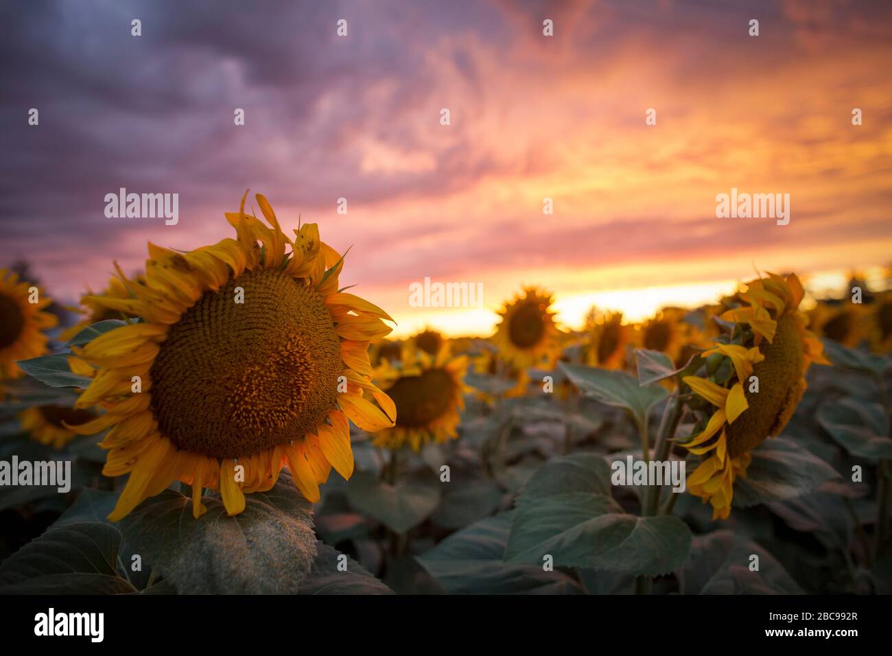 sunflower field sunset field dramatic sky Stock Photo - Alamy