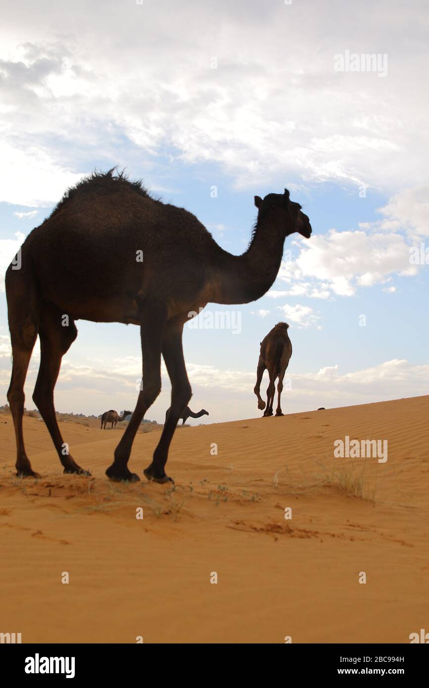 camel in the desert amazing shot Stock Photo - Alamy
