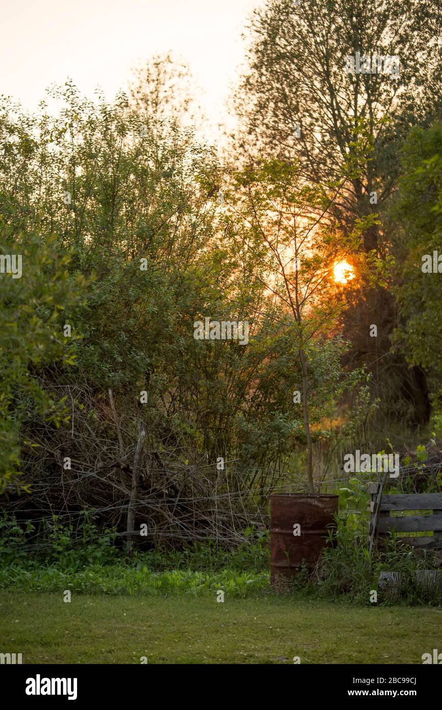 sunset in the forest backyard old barrel Stock Photo - Alamy