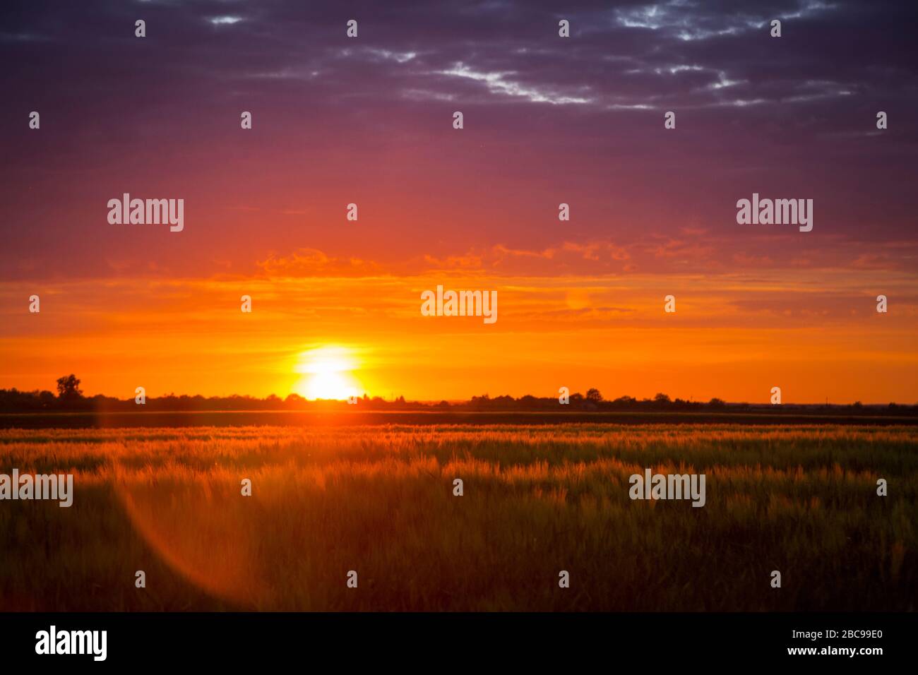 landscape sunset field field nature grass Stock Photo - Alamy