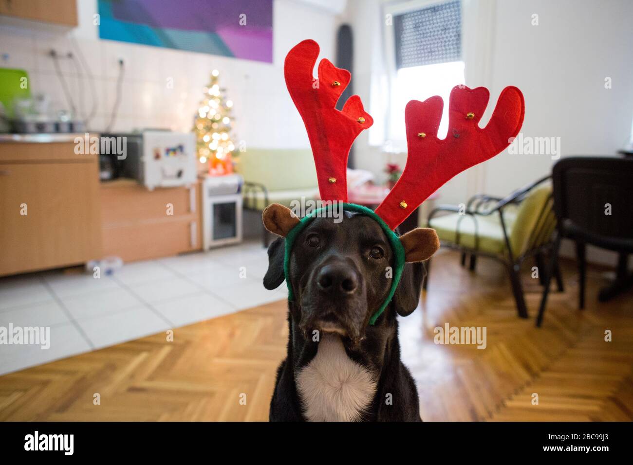 Dog horns on head hi-res stock photography and images - Alamy