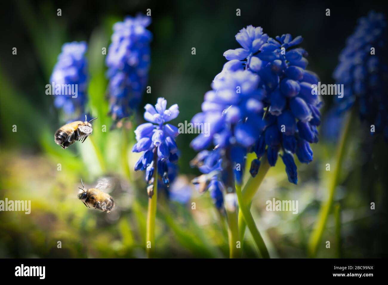 Two honey bees flying hi-res stock photography and images - Alamy