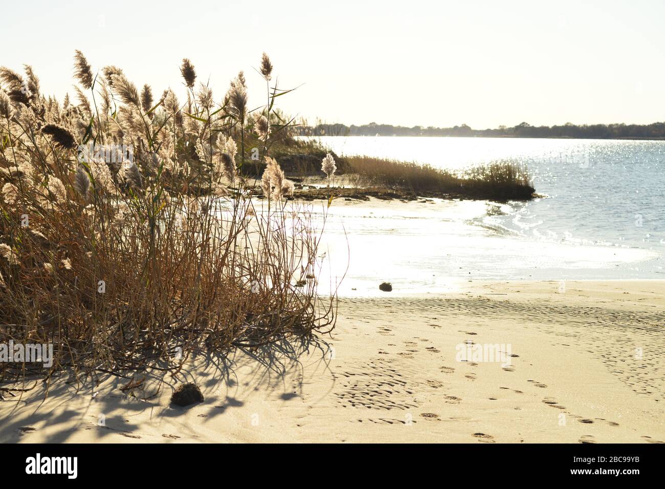 Reed Grass gowing along the shore of the Chesapeake Bay in Maryland ...