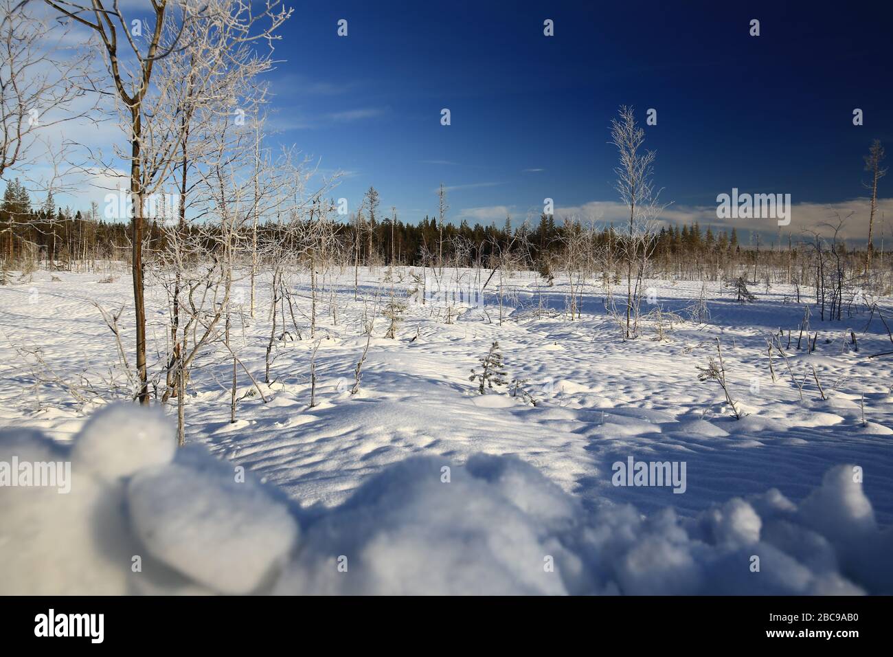 Forest clearing in Swedish winter in Vasterbotten Stock Photo - Alamy