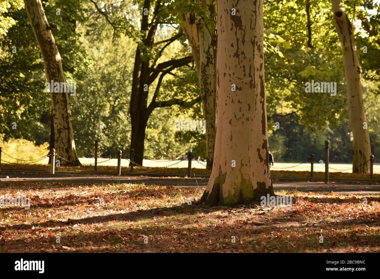 Old tree growing in Treptower park Friedrichshain Berlin Stock Photo ...