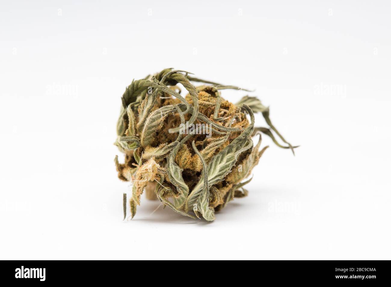 Close up of and recreational medical CBD plant marijuana flower bud ...