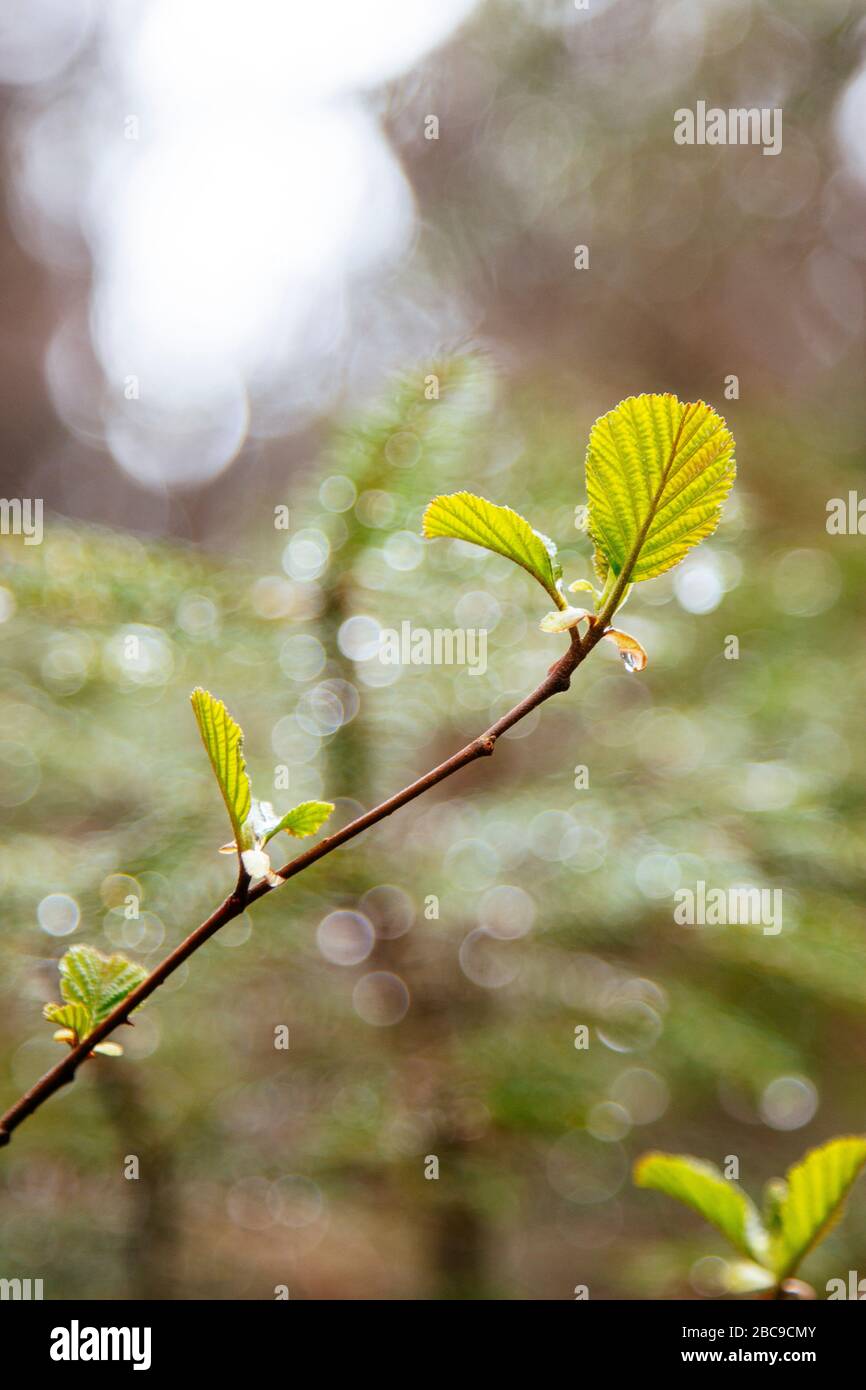 Forest, detail, branch, leaves Stock Photo - Alamy