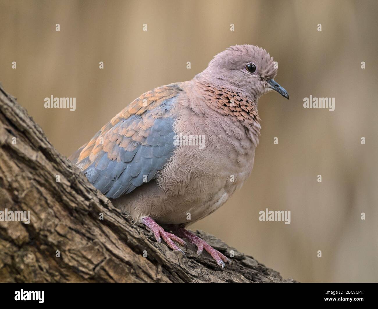 Laughing Dove (Spilopelia senegalensis), Nairobi, Kenya Stock Photo - Alamy