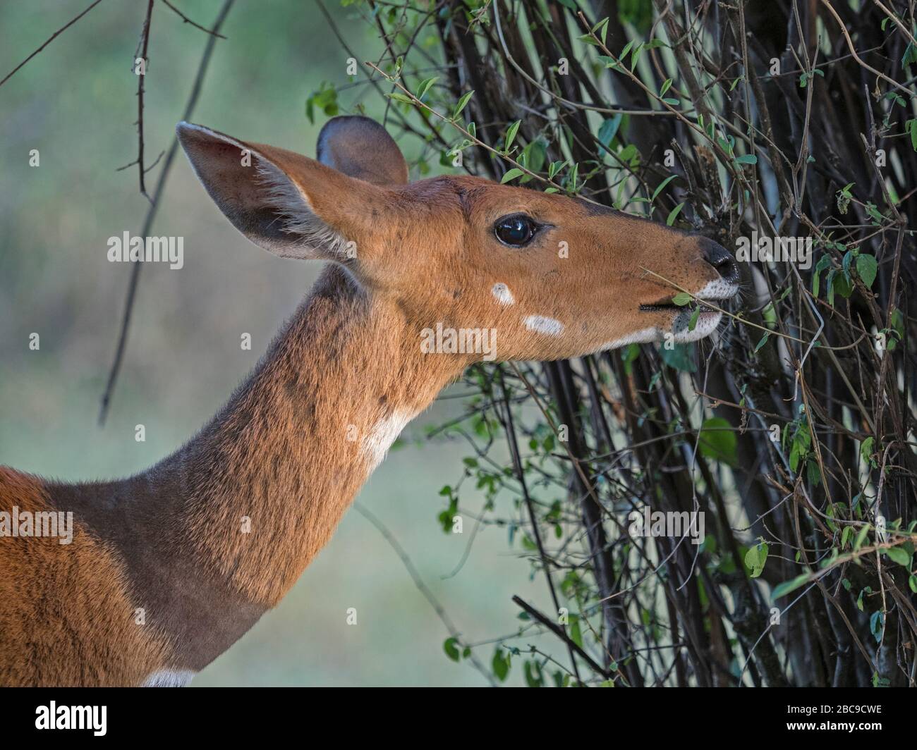 Tragelaphus sylvaticus hi-res stock photography and images - Alamy