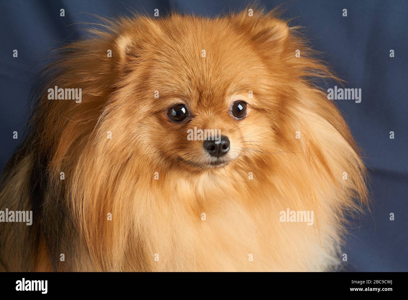 Red dog german spitz dog pomeranian hi-res stock photography and images ...