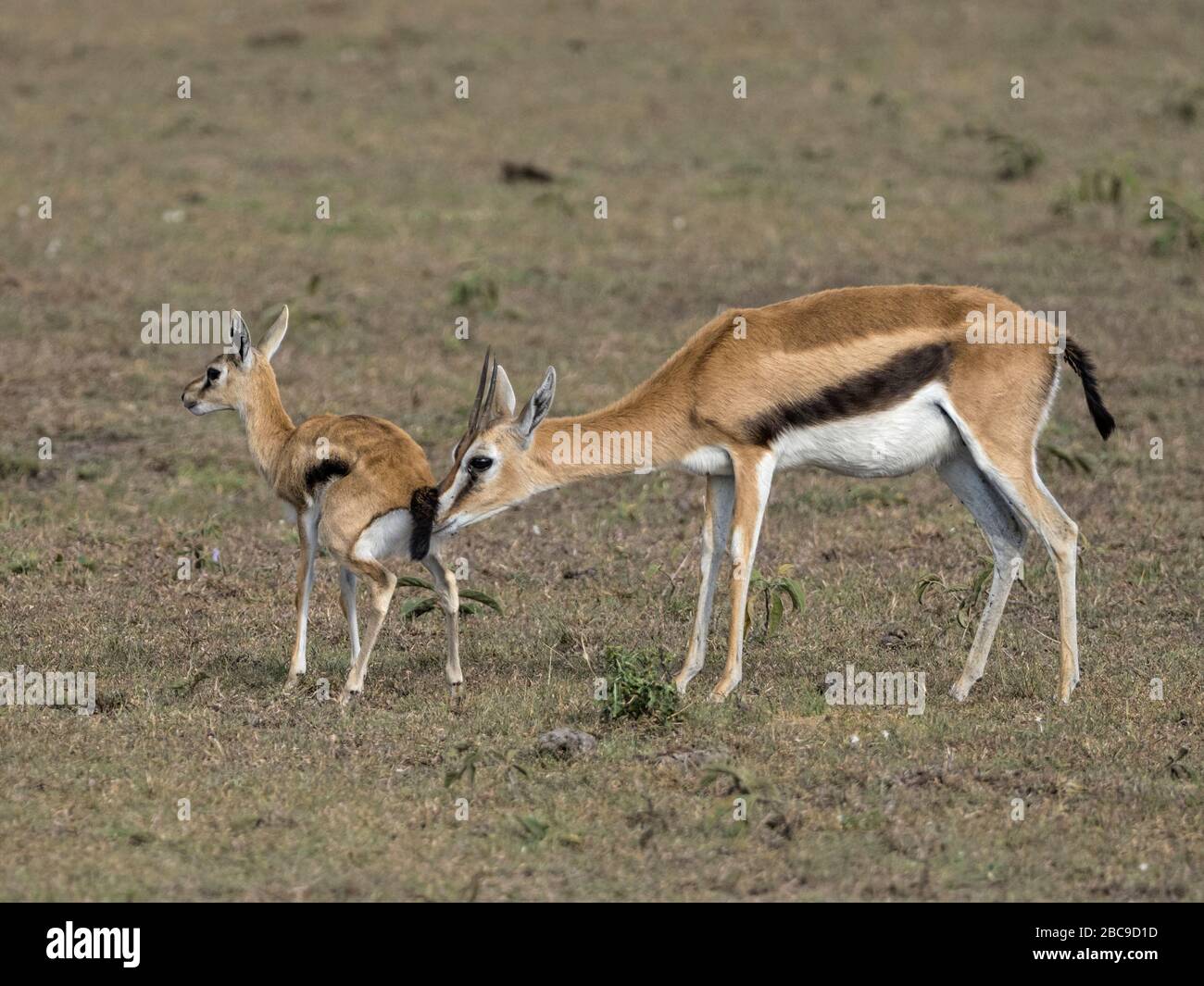 Female Thomson's Gazelle (Eudorcas thomsonii) and calf, Maasai Mara ...