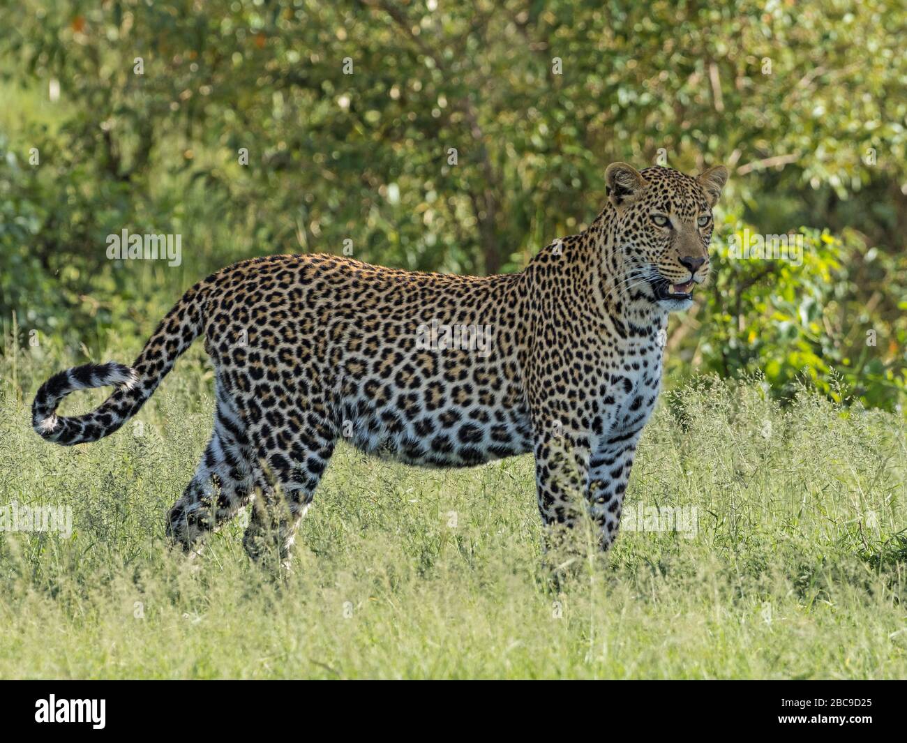 Adult female Leopard (Panthera pardus) in morning light, Maasai Mara ...