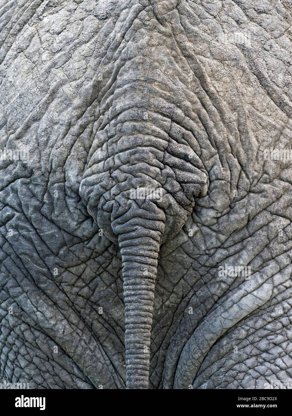 Rear view of an elephant hi-res stock photography and images - Alamy