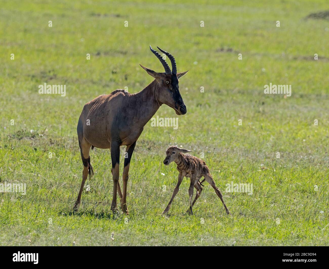 Female Topi (Damaliscus lunatus) with new born calf, Maasai Mara ...