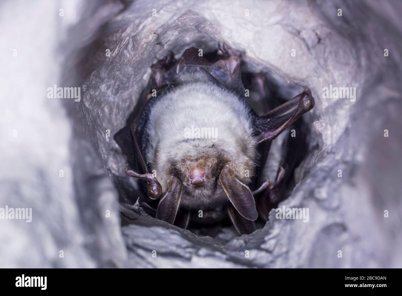 Underground mine bats hi-res stock photography and images - Alamy