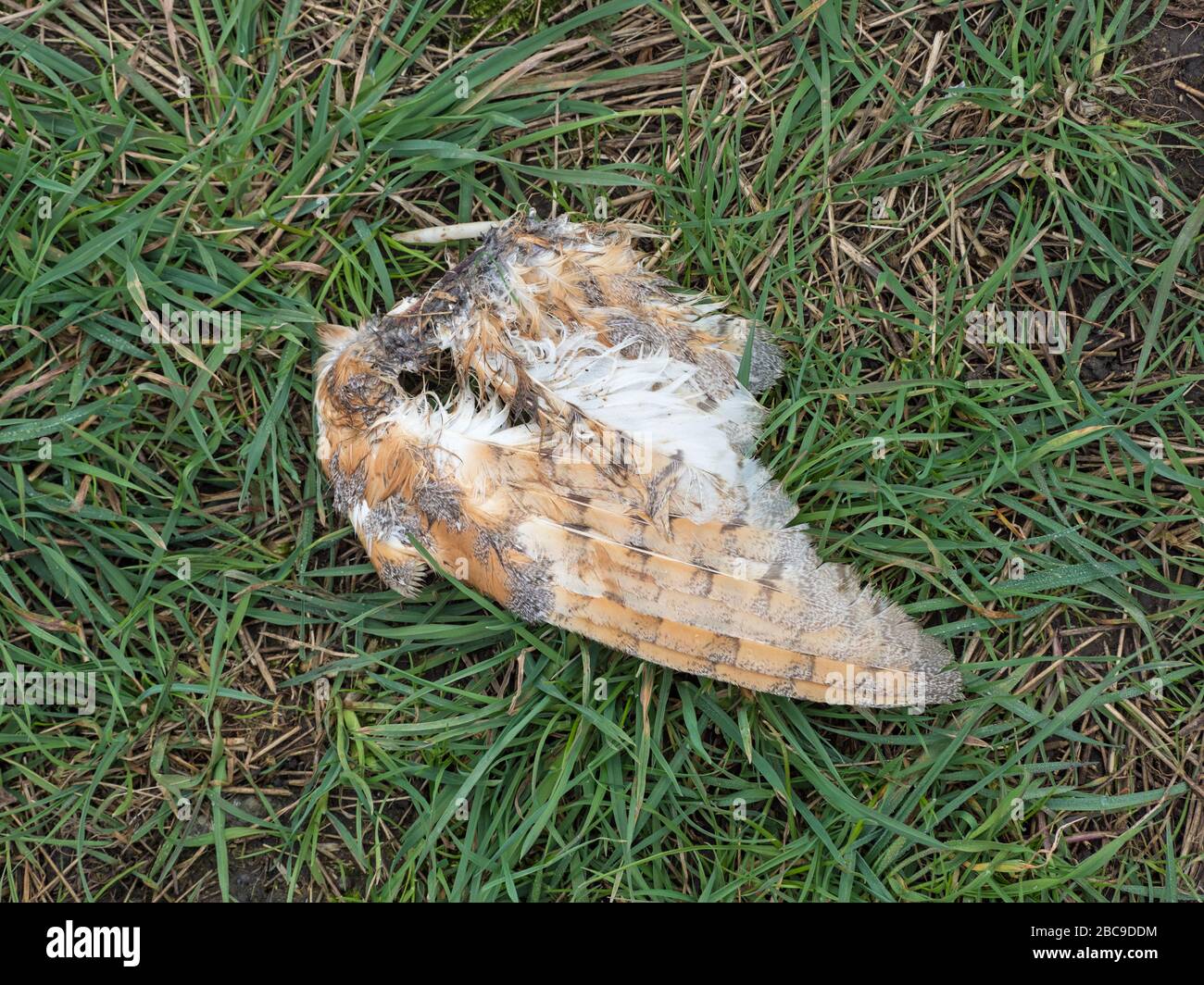 Predated by barn owl hi-res stock photography and images - Alamy