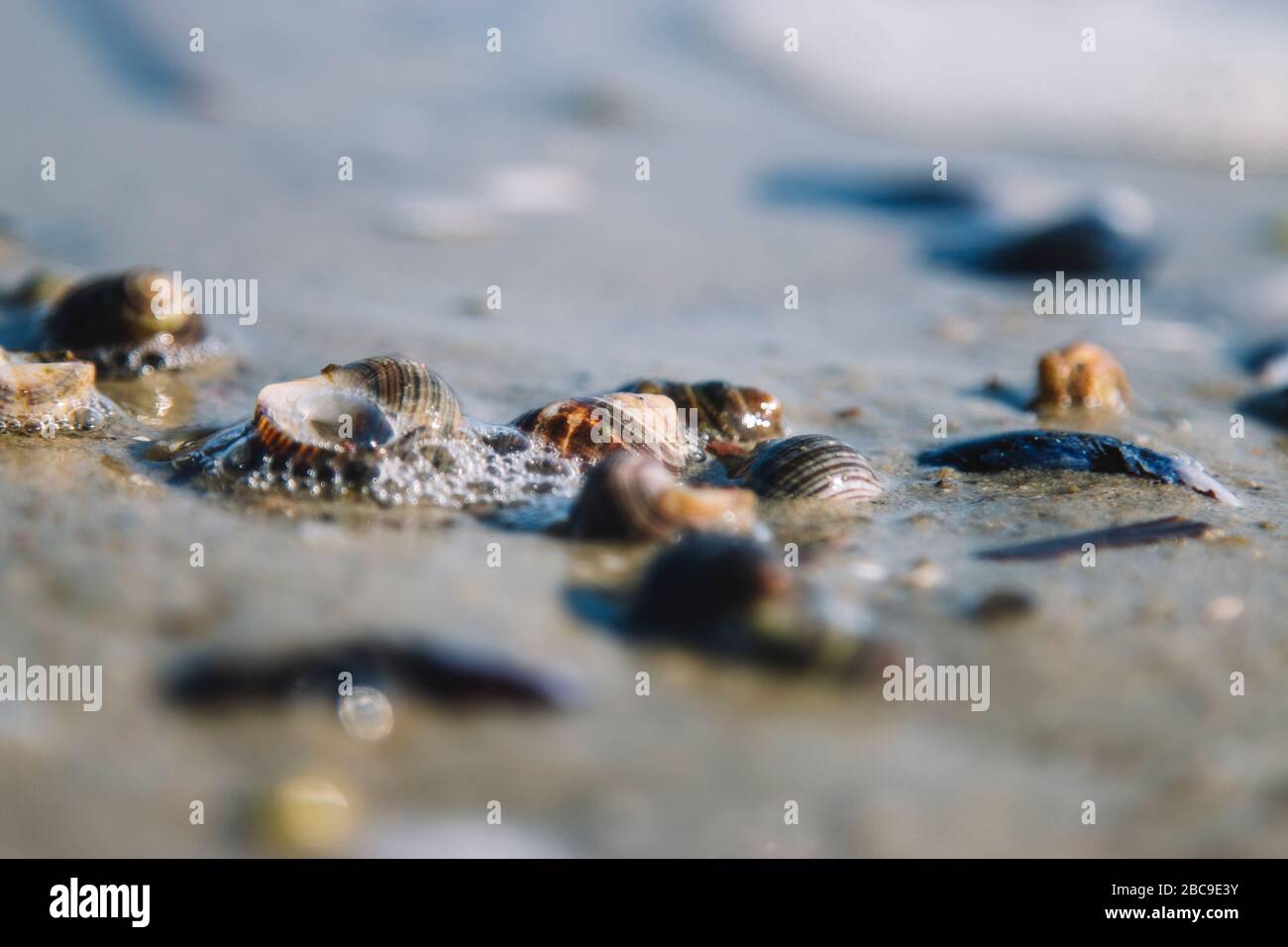 Beach, shells, Maasholm Bad, Baltic Sea Stock Photo - Alamy