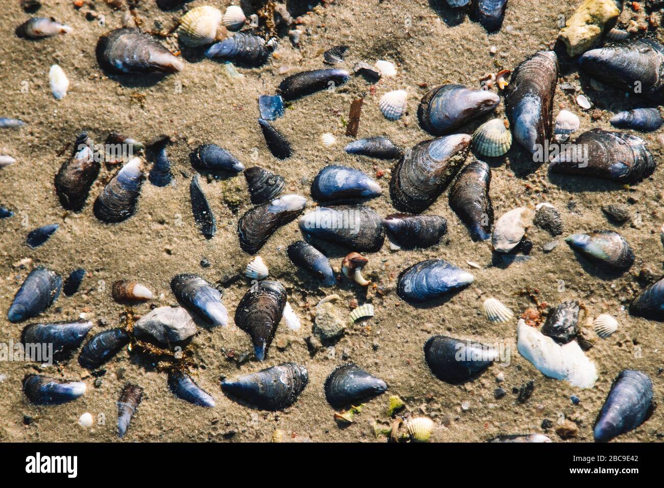 Beach, shells, Maasholm Bad, Baltic Sea Stock Photo - Alamy