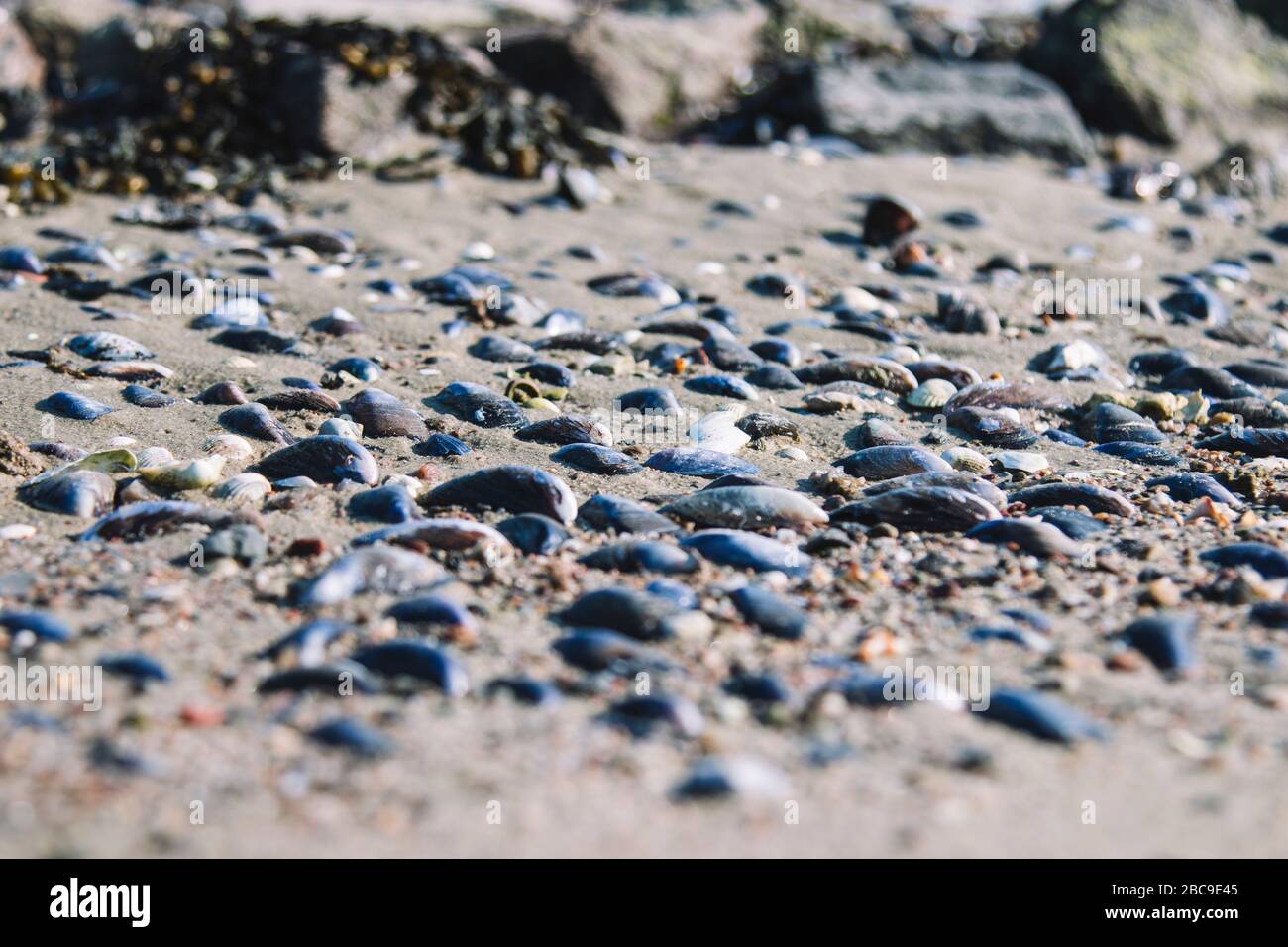 Beach, shells, Maasholm Bad, Baltic Sea Stock Photo - Alamy