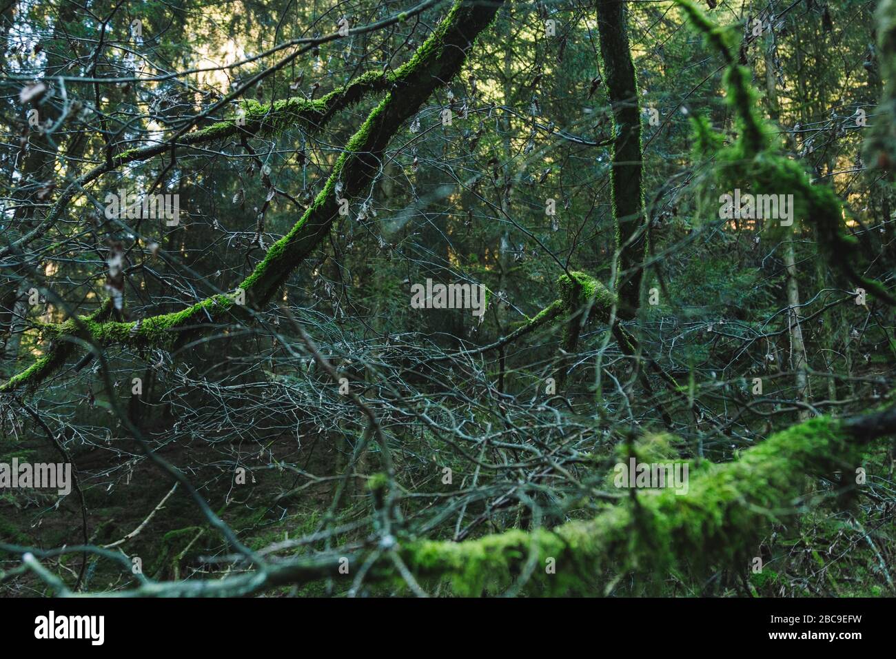 Forest trees moss hi-res stock photography and images - Alamy