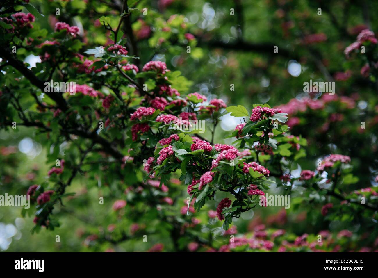 Flowers of the hawthorn tree Stock Photo - Alamy