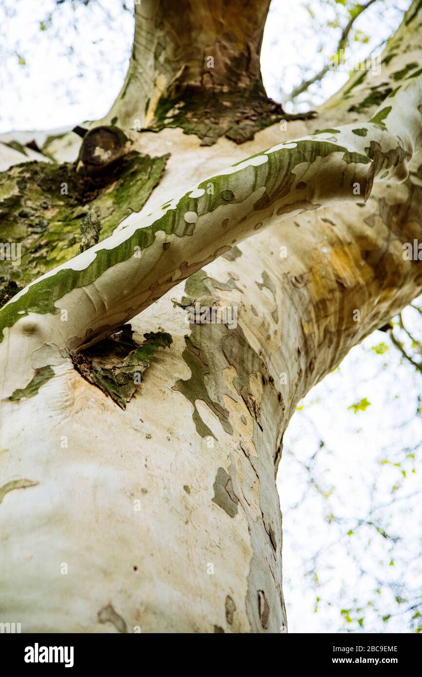 Deciduous tree, detail, from below Stock Photo - Alamy