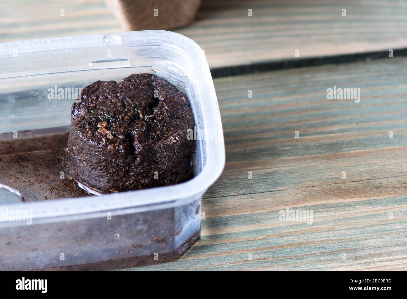 Swollen seed hi-res stock photography and images - Alamy