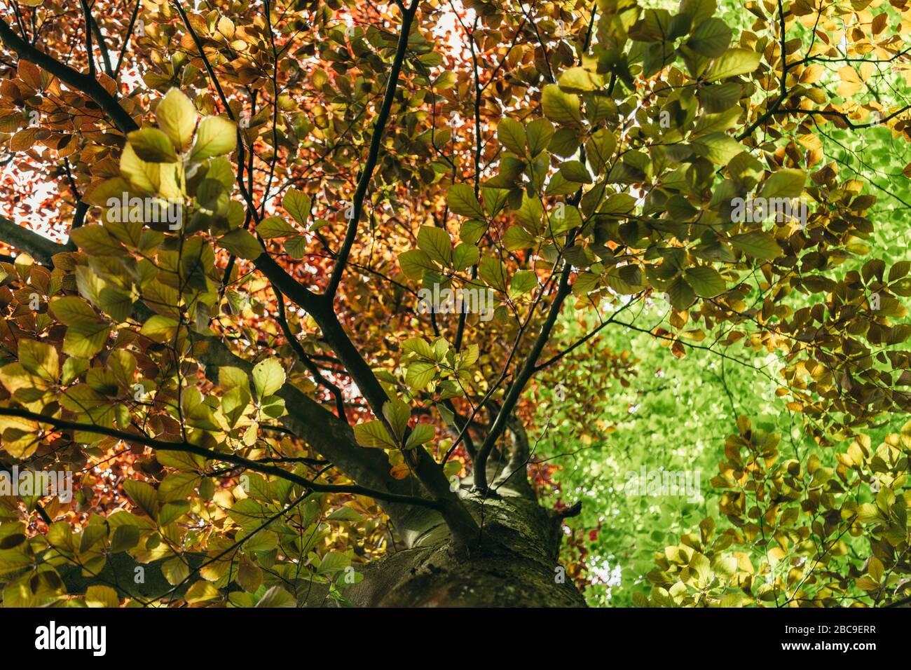 Deciduous trees, detail Stock Photo - Alamy