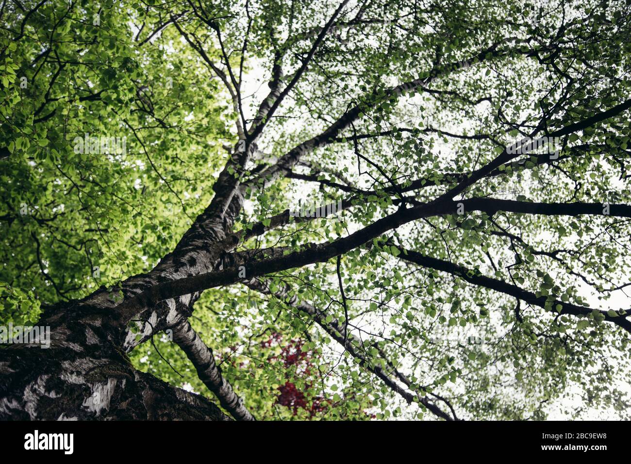 Deciduous trees, detail, from below Stock Photo - Alamy